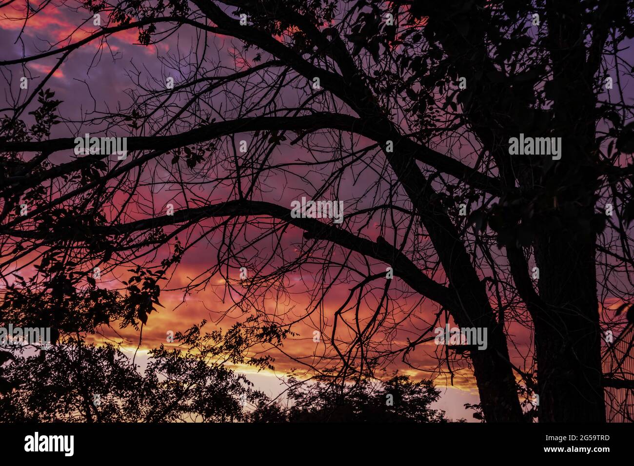 The colors of sunset as seen through trees and branches Stock Photo - Alamy