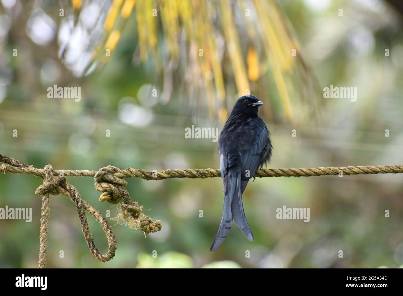 Bronzed drongo sitting on a rope with a hard hi-res stock photography ...