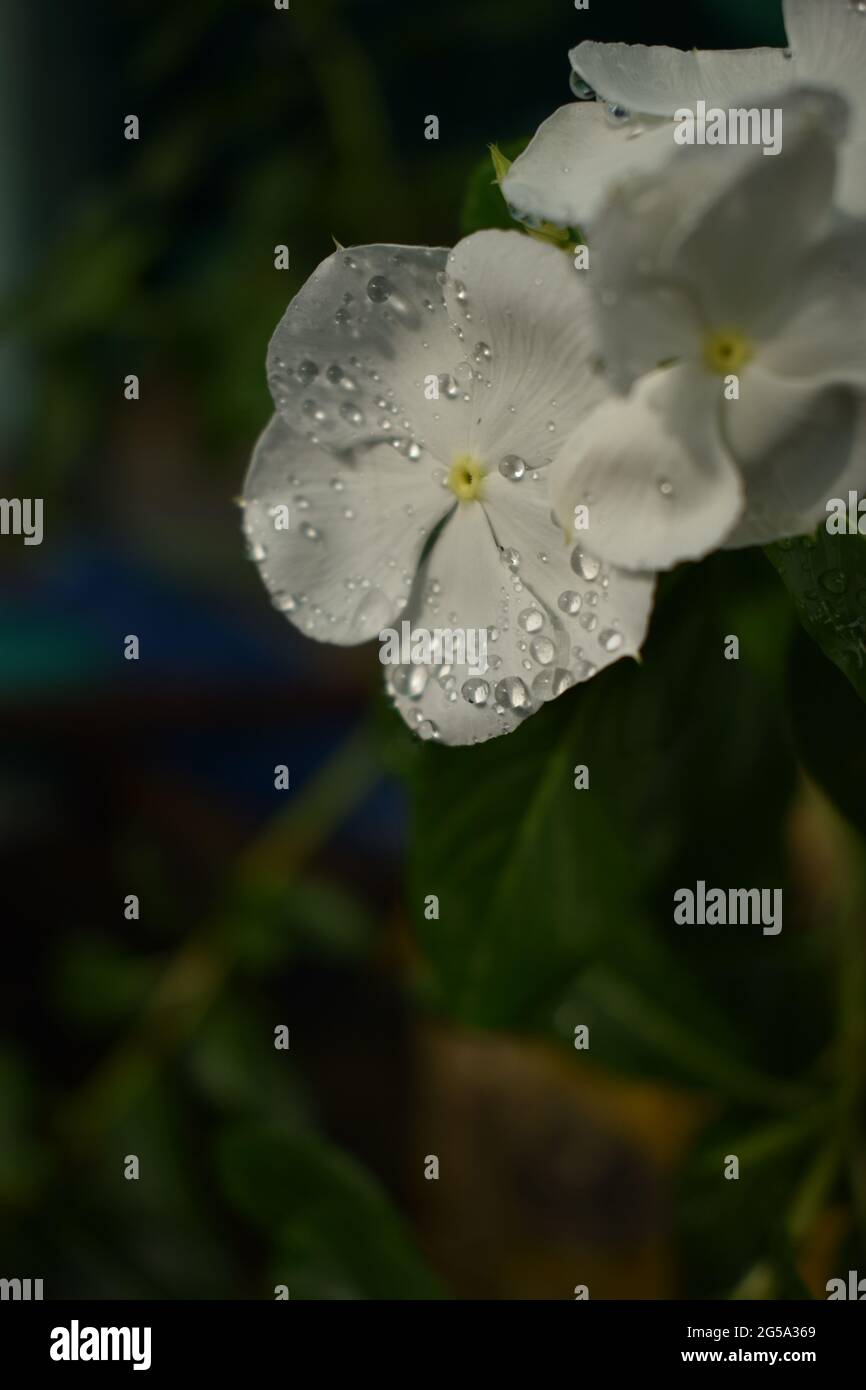 white periwinkle flower with water droplets Stock Photo - Alamy