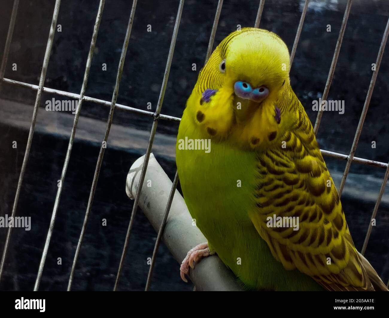 Cage budgerigar budgie hi-res stock photography and images - Alamy
