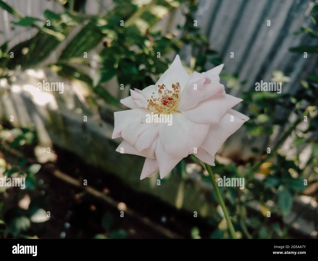 Closeup shot of a light pink garden rose growing in a garden Stock ...