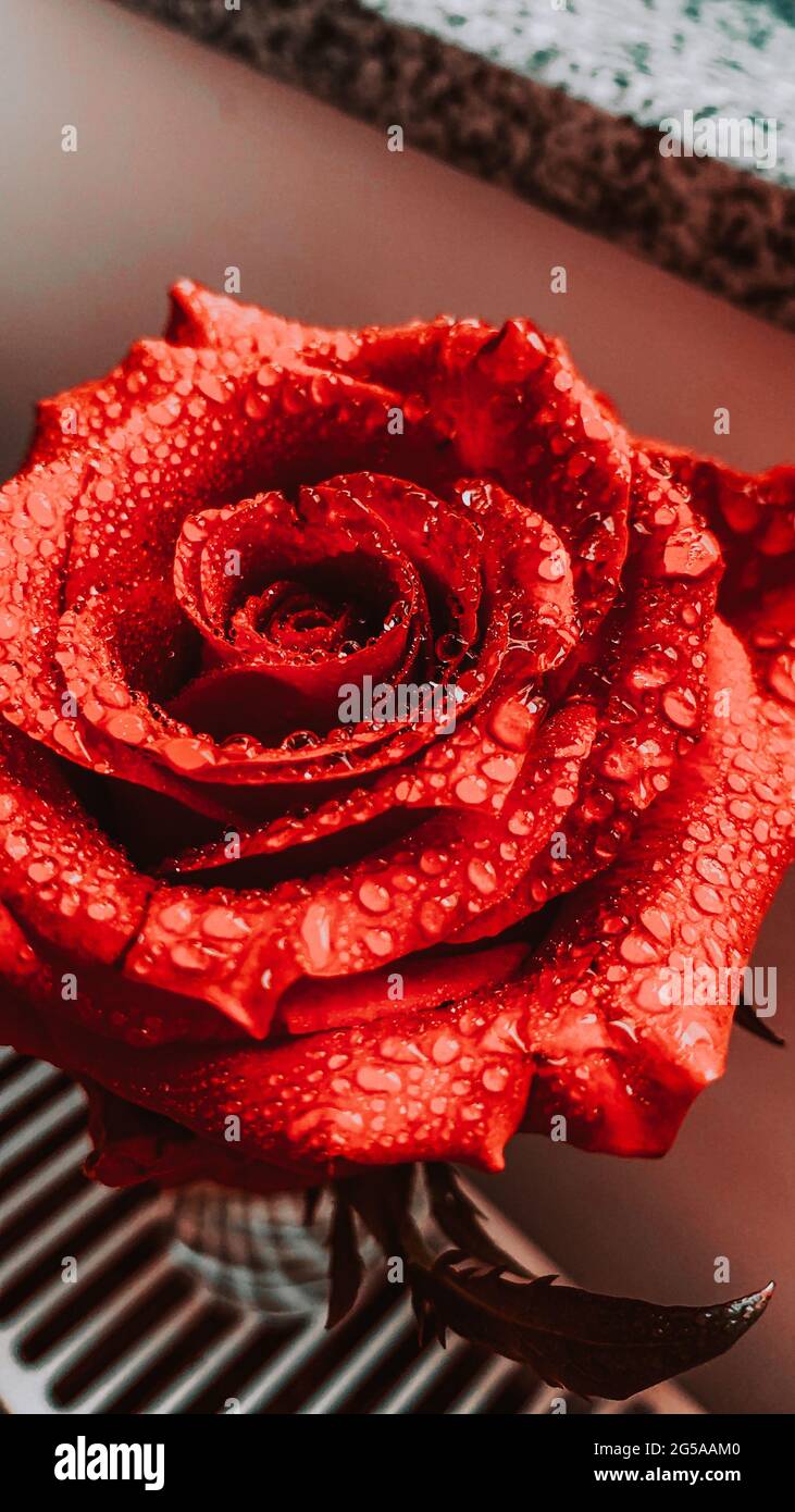 Red Rose Tea Water Enhancer