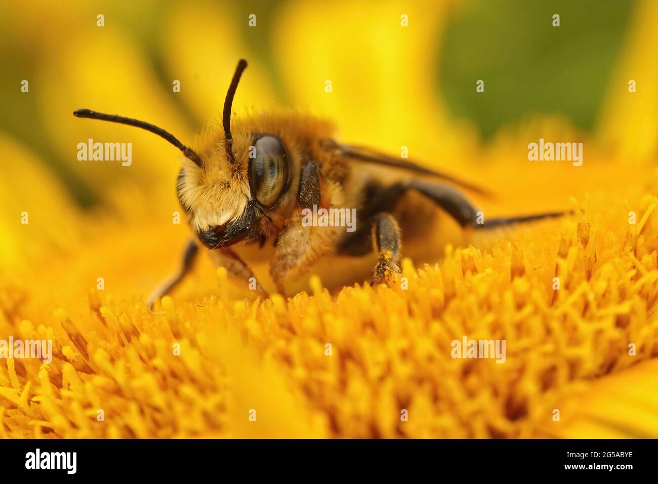 Leaf cutter bee flower hi-res stock photography and images - Alamy