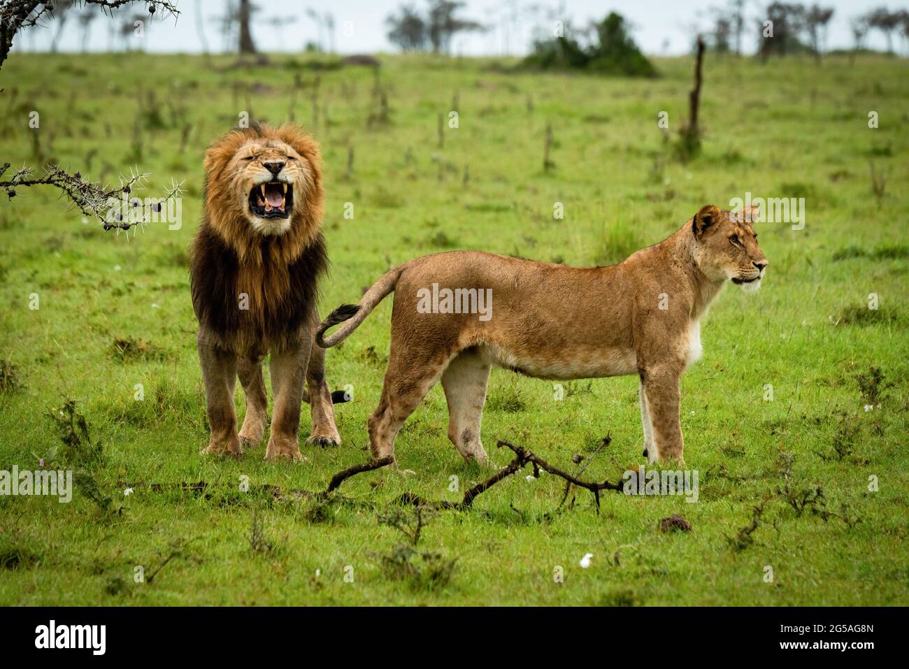 Male lion stands lioness hi-res stock photography and images - Alamy
