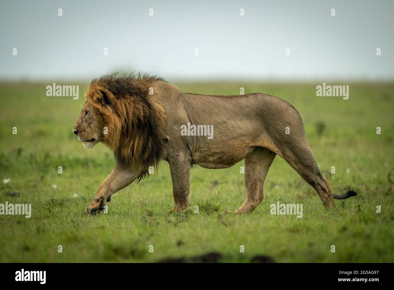 Male lion walks left over grassy plain Stock Photo - Alamy