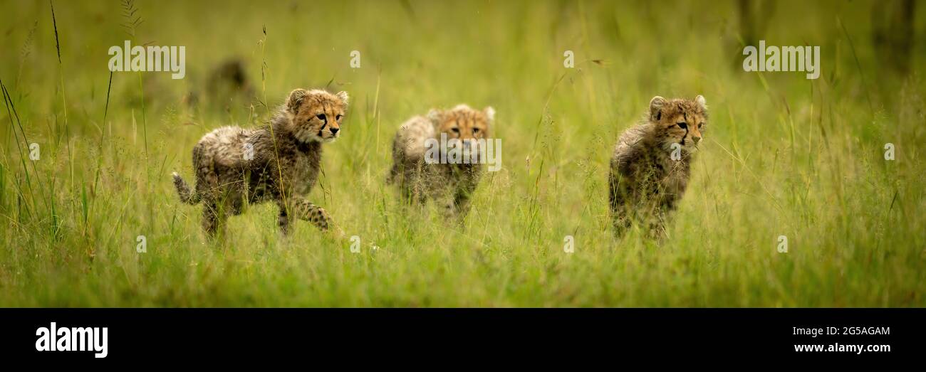 Panorama of three cheetah cubs walking together Stock Photo - Alamy