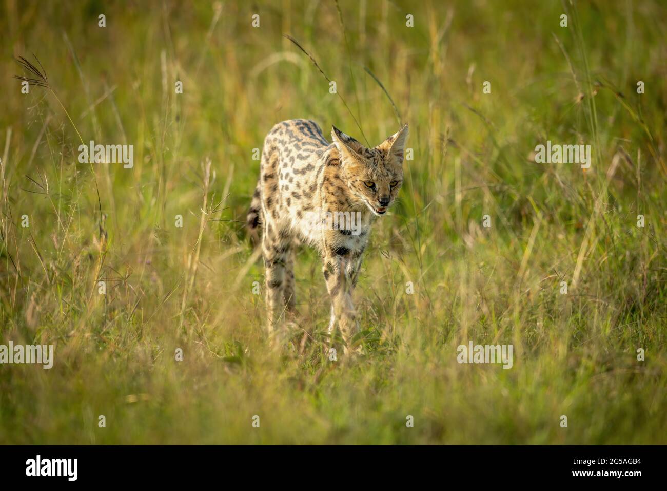 Serval in long grass hi-res stock photography and images - Alamy
