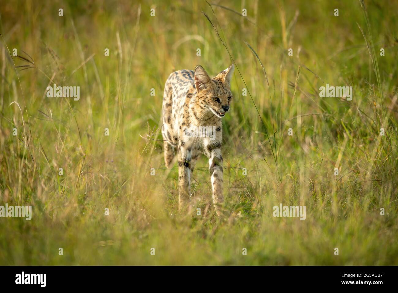 Serval in long grass hi-res stock photography and images - Alamy