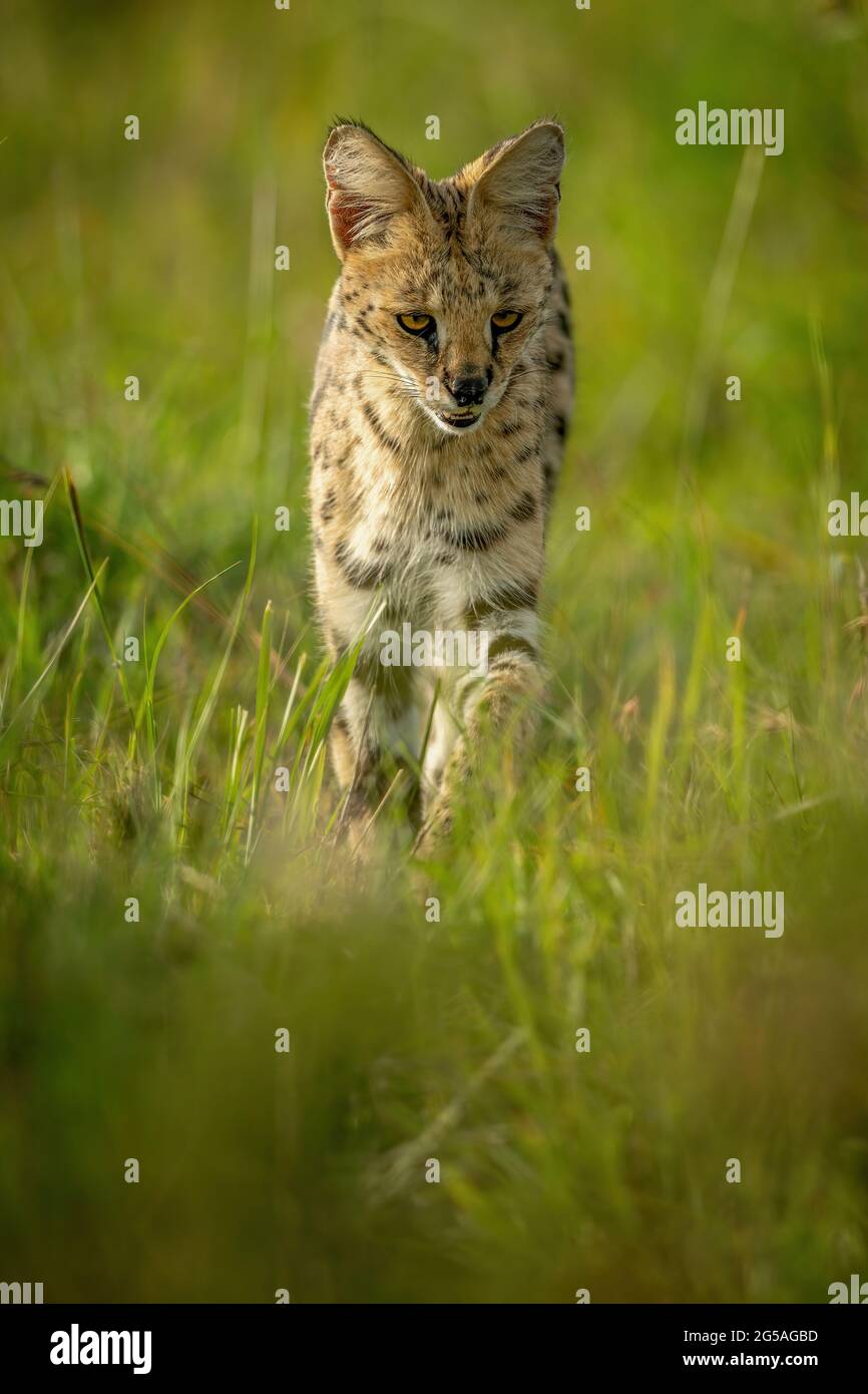 Serval walks through long grass raising paw Stock Photo - Alamy