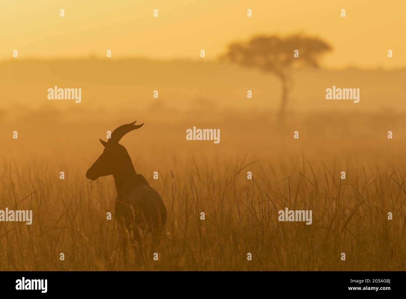Silhouette of topi with tree in distance Stock Photo - Alamy
