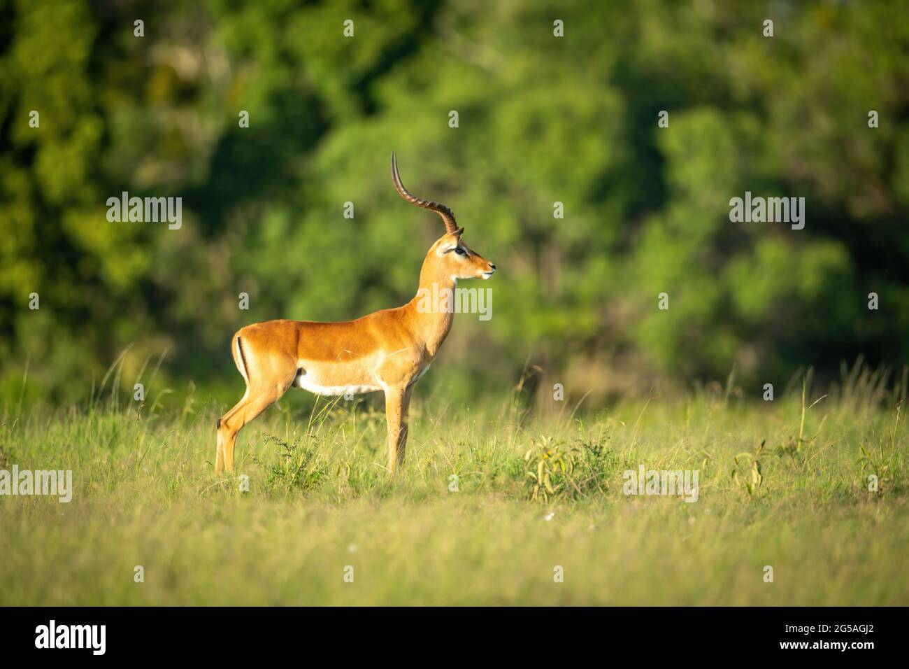 Male common impala stands staring in profile Stock Photo - Alamy