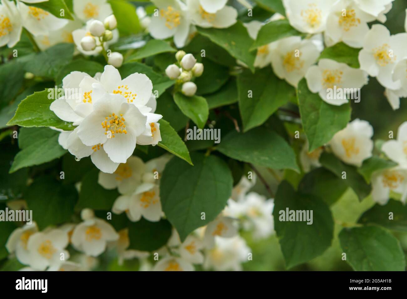 Blooming jasmine bush in sunny summer day. Jasmine plant in the garden ...