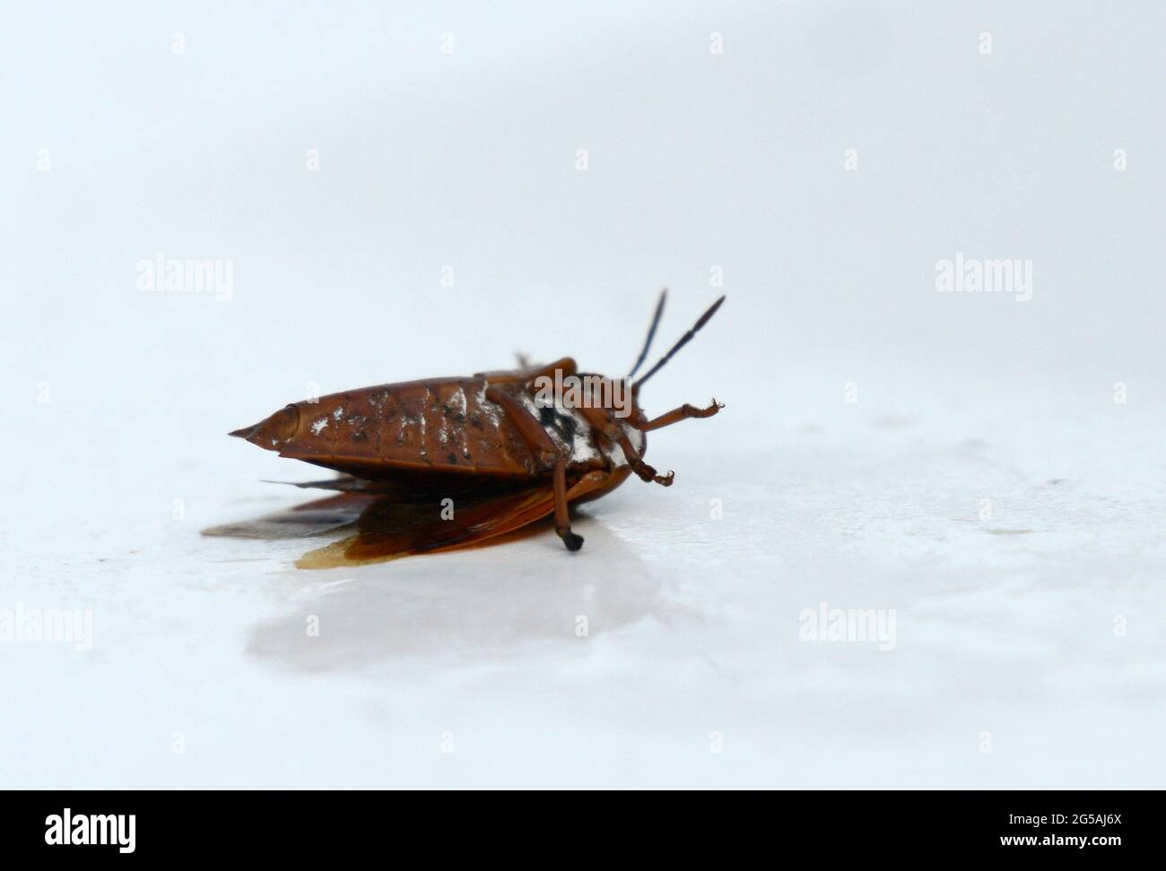 giant lychee stink bug flipped on his back Stock Photo - Alamy