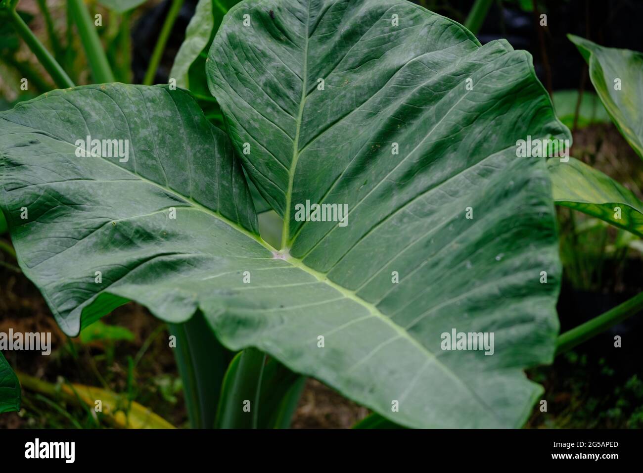 Talas food hi-res stock photography and images - Alamy