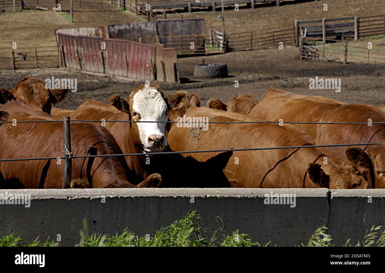 MERRILL/PLYMOUTH COUNTY/IOWA /USA- Life in and surroundidng Merril USA ...