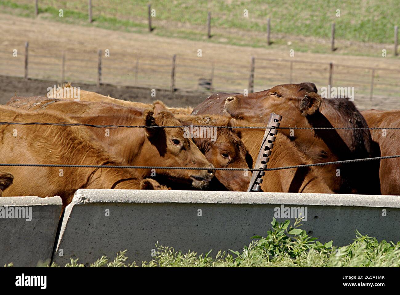 MERRILL/PLYMOUTH COUNTY/IOWA /USA- Life in and surroundidng Merril USA ...