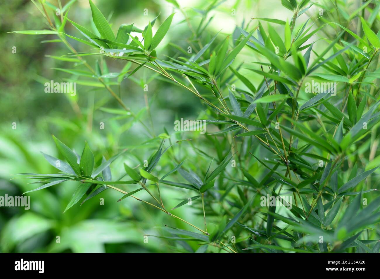 Nature landscape view of bamboos branch with natural light in blur style. Beautiful green leaves ...