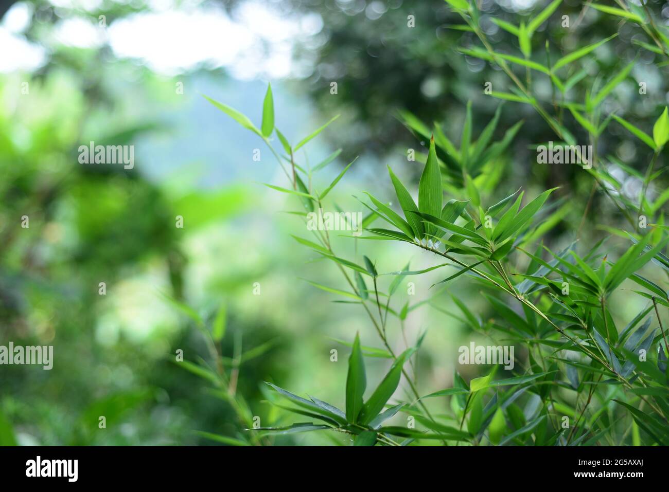 Bambo trees hi-res stock photography and images - Alamy