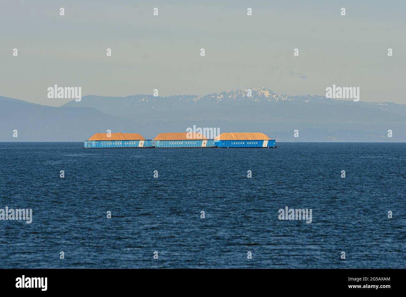Three barges filled with load of wood chips towed by tug boat Stock ...