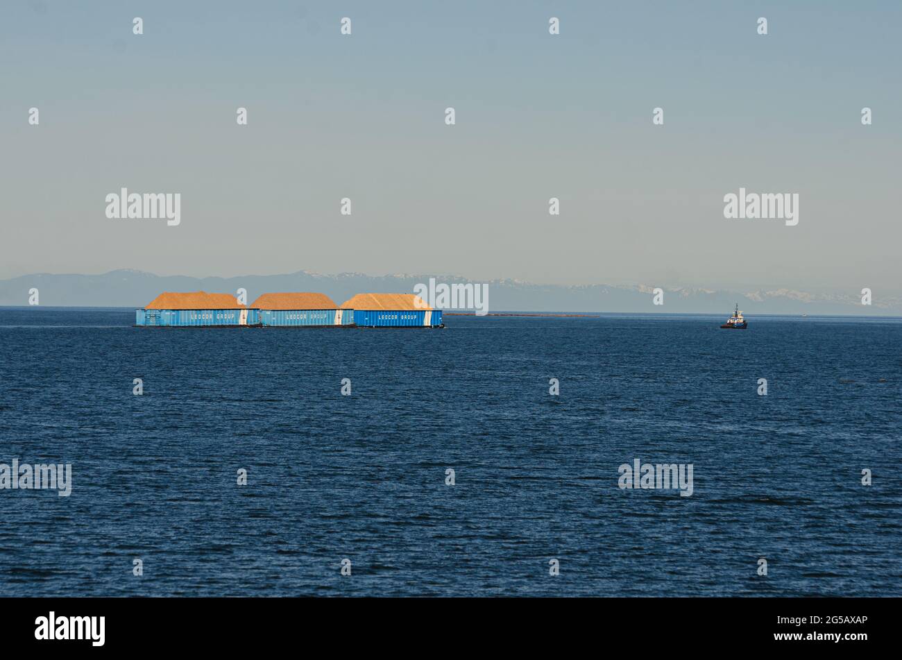 Three barges filled with load of wood chips towed by tug boat Stock ...