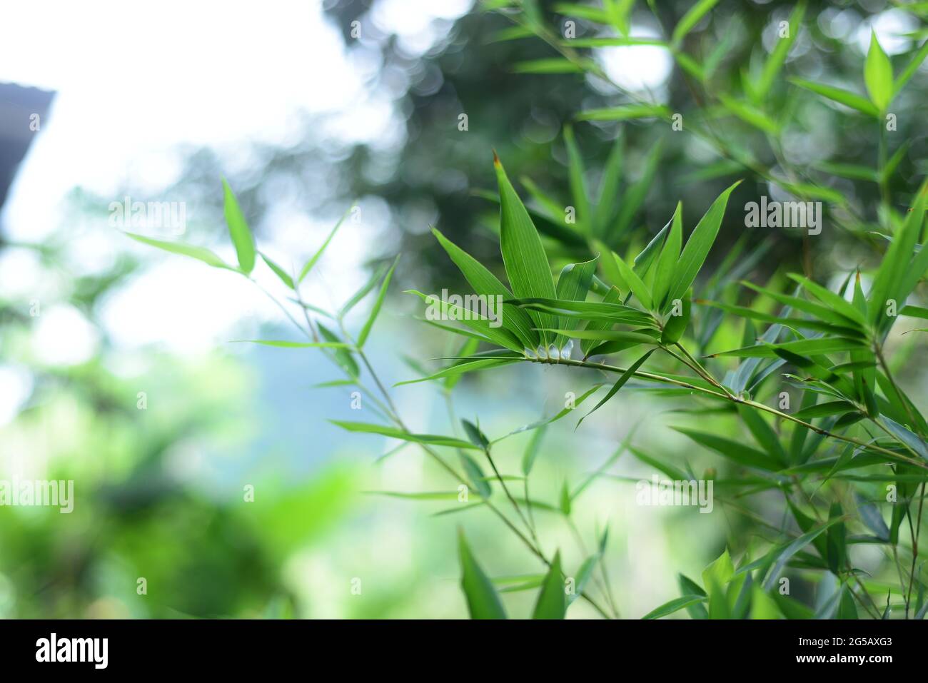 Bambo trees hi-res stock photography and images - Alamy