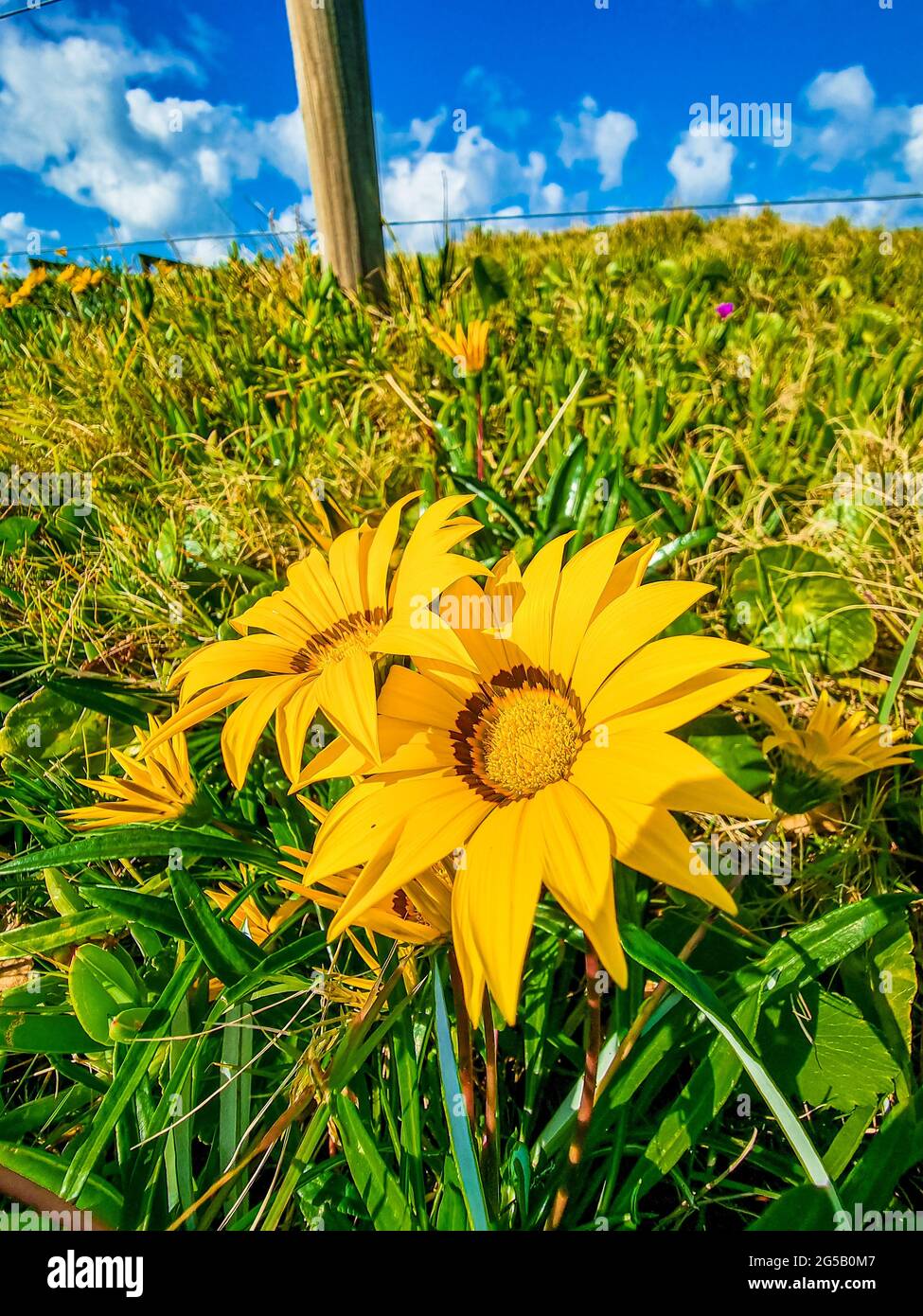 Vertical shot of blooming African daisies in a field Stock Photo - Alamy