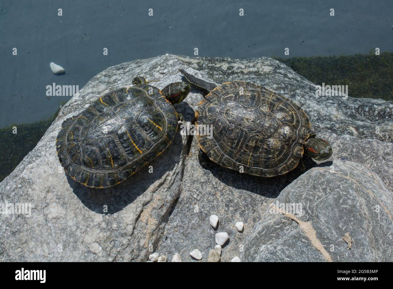 Top view of turtles on a rock Stock Photo - Alamy