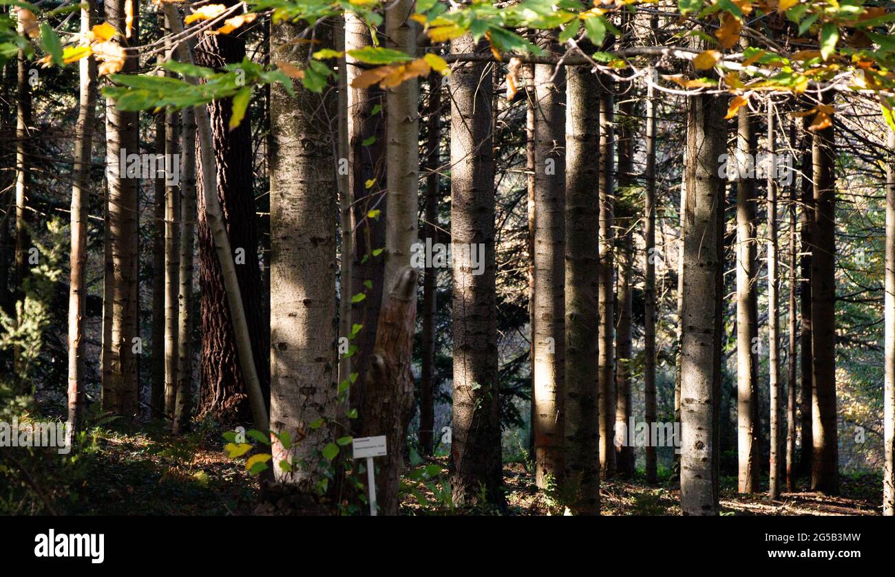 Sun rays falling on growing trees in a forest Stock Photo - Alamy