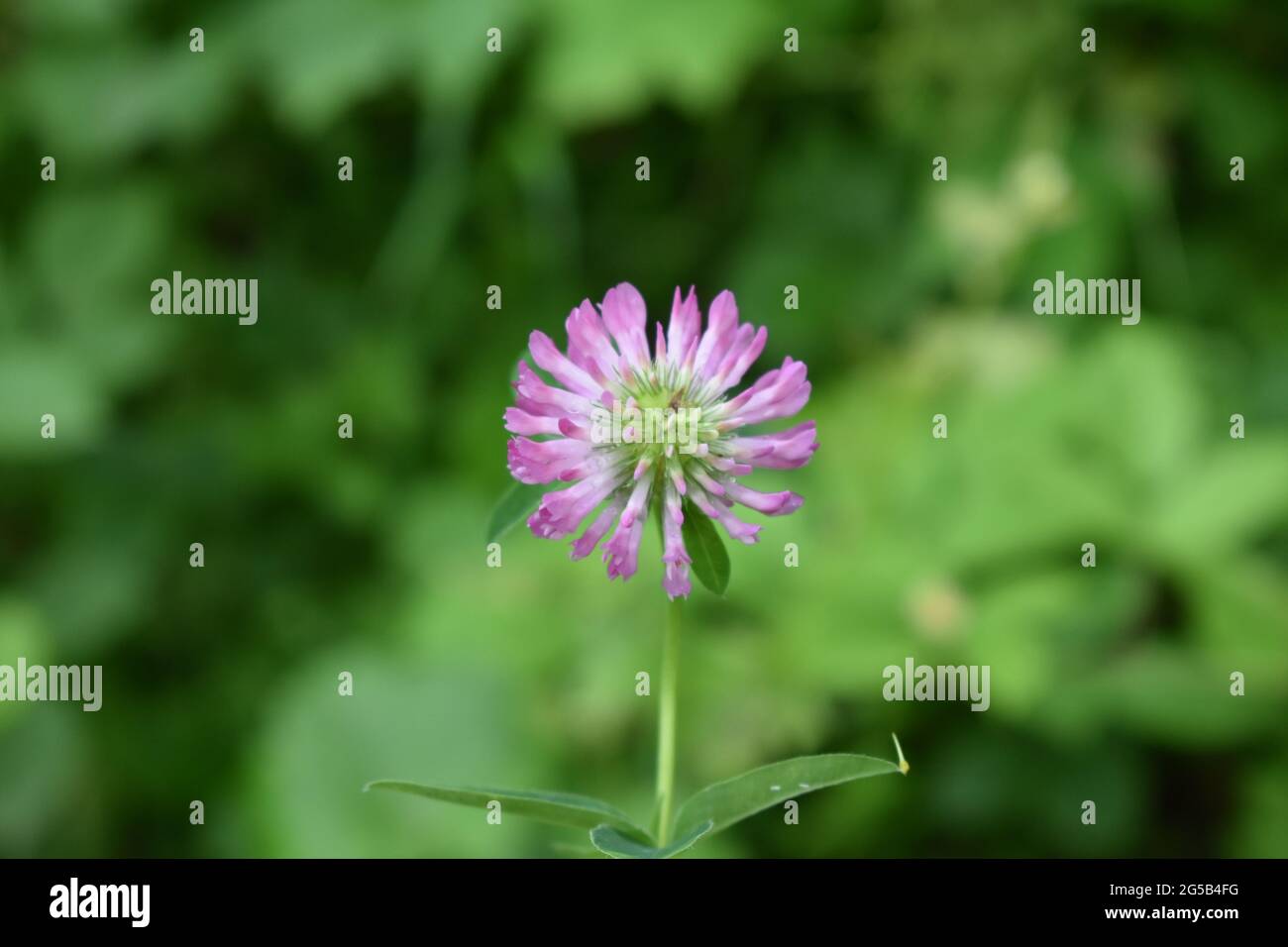 Closeup shot of a Red clover flower with green leaves on a blurred ...