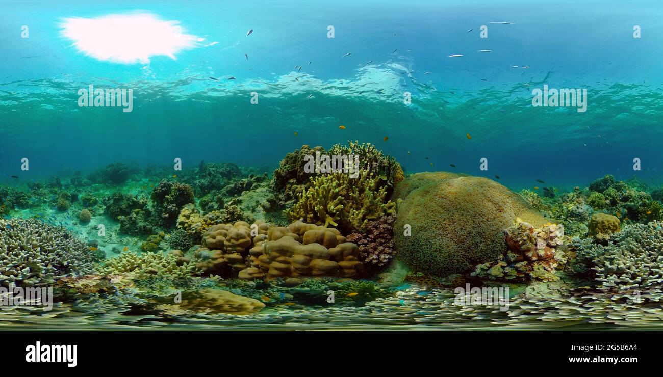 Wonderful and beautiful underwater colorful fishes and corals in the ...