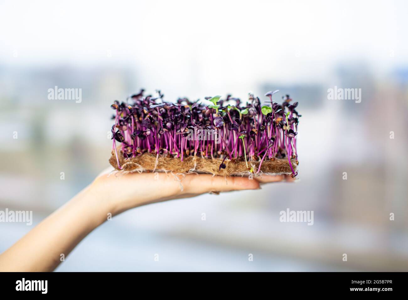 Micro-green radish sprouts in your hand. Sprouted radish seeds Stock ...