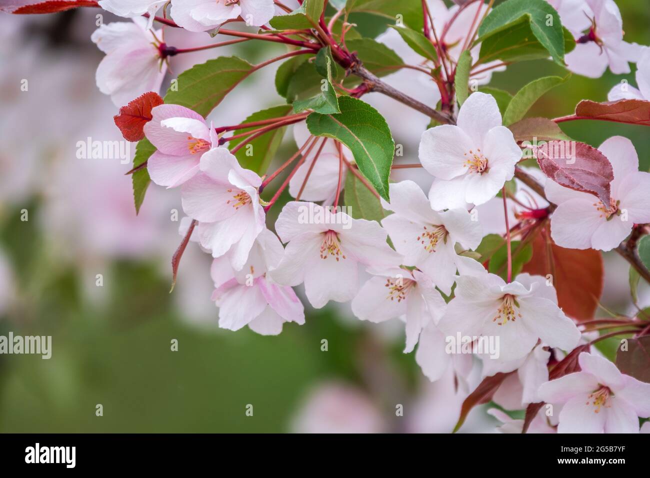 White and pink cherry flowers. The branches of a blossoming tree ...