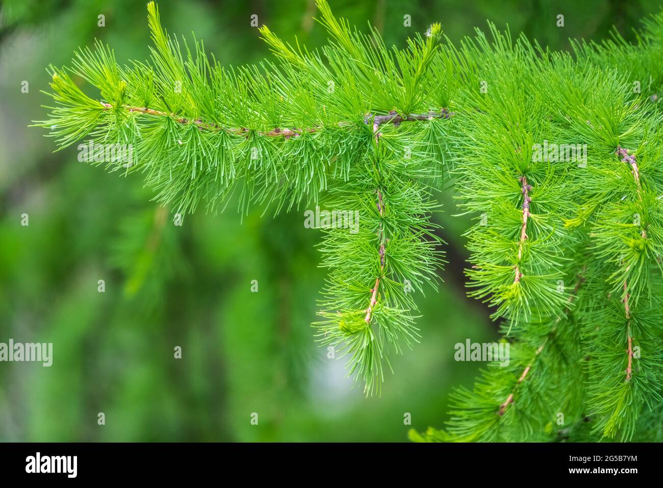 Young branches of larch. Closeup of green larch young needles. Larix ...