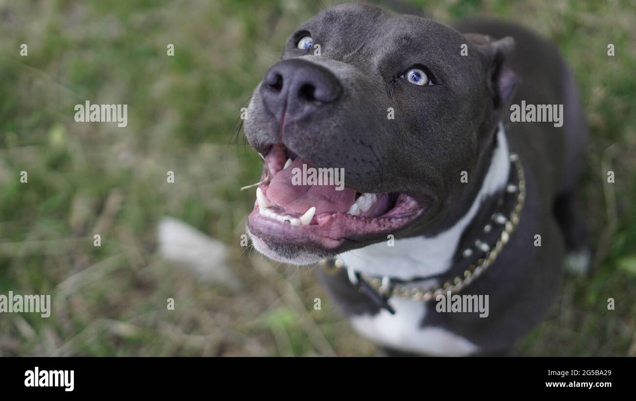 Selective focus of an American bully looking upward on a blurred ...