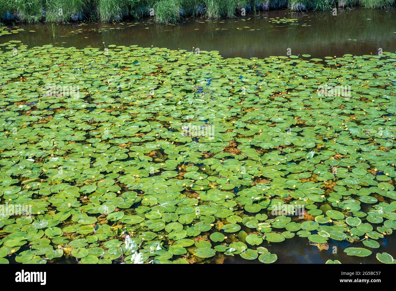 a calm forest river overgrown with water lilies in a beautiful ...