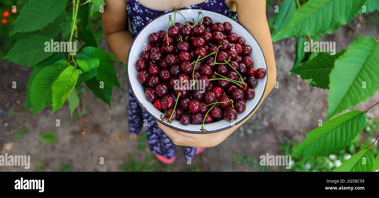 The child eats cherries in the garden. Selective focus. Food Stock ...