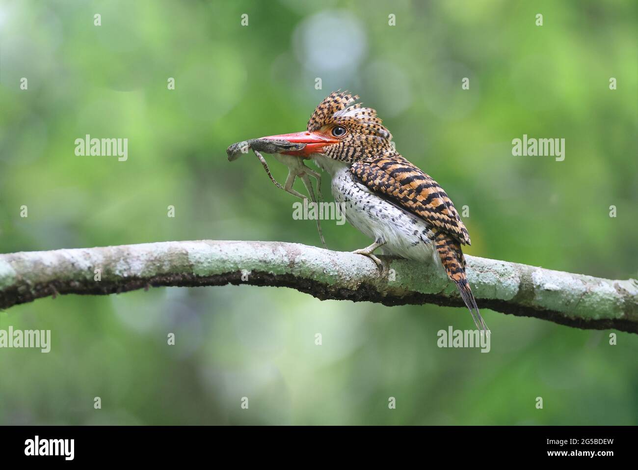a female banded kingfisher, with a lizard in its beak Stock Photo - Alamy