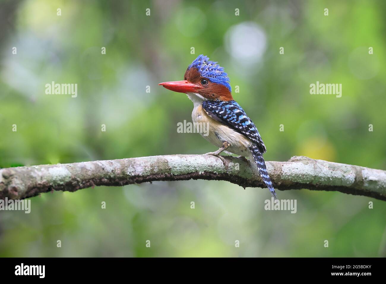 a female banded kingfisher, with a lizard in its beak Stock Photo - Alamy