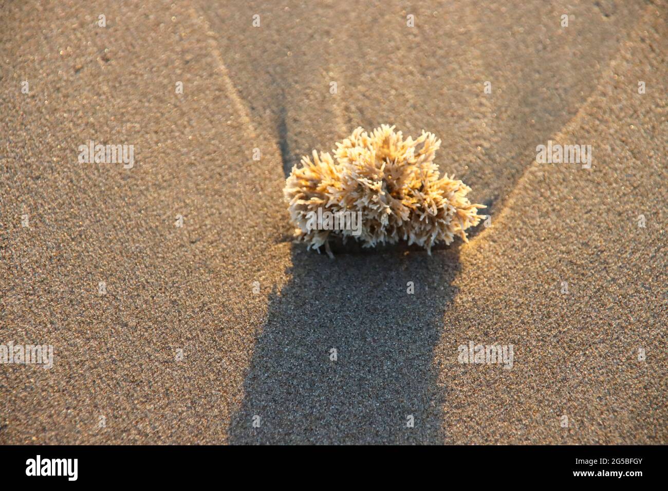 Washed up sea sponge hi-res stock photography and images - Alamy