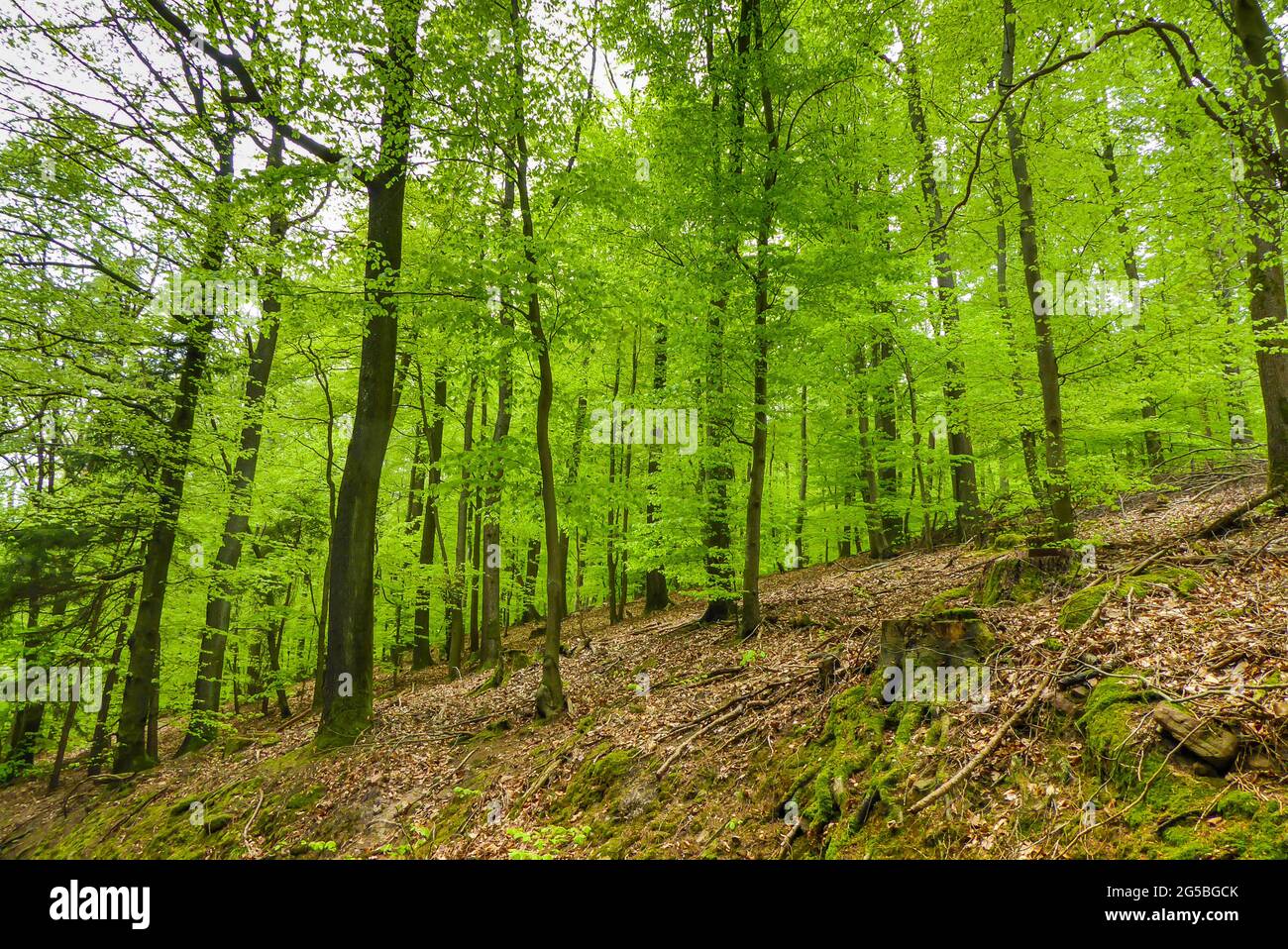Ecosystem ecology hi-res stock photography and images - Alamy