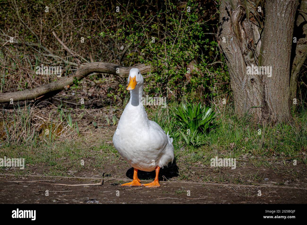 Large white heavy duck also known as America Pekin Duck, Long Island ...