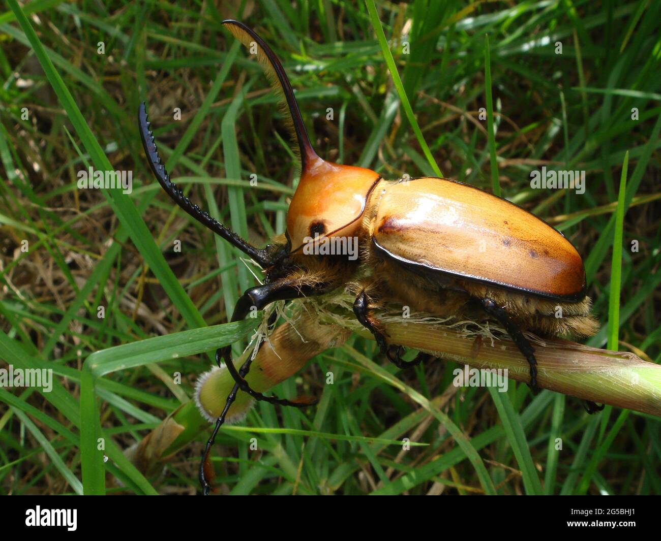 Closeup shot of a Hercules beetle in a forest Stock Photo - Alamy