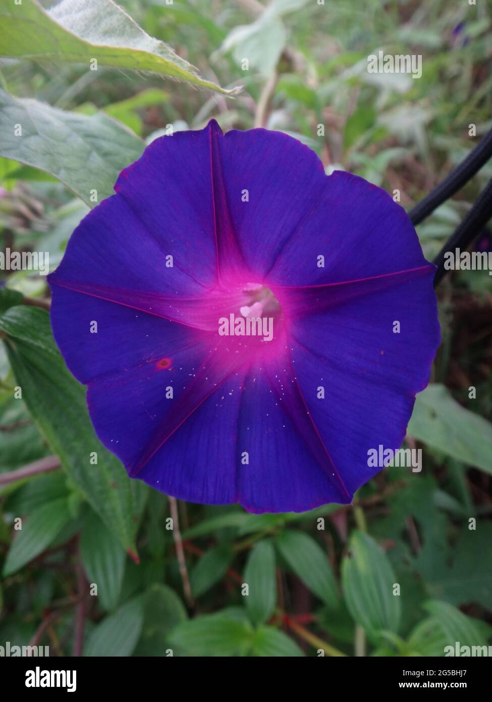 Closeup shot of a blooming common morning-glory flower Stock Photo - Alamy