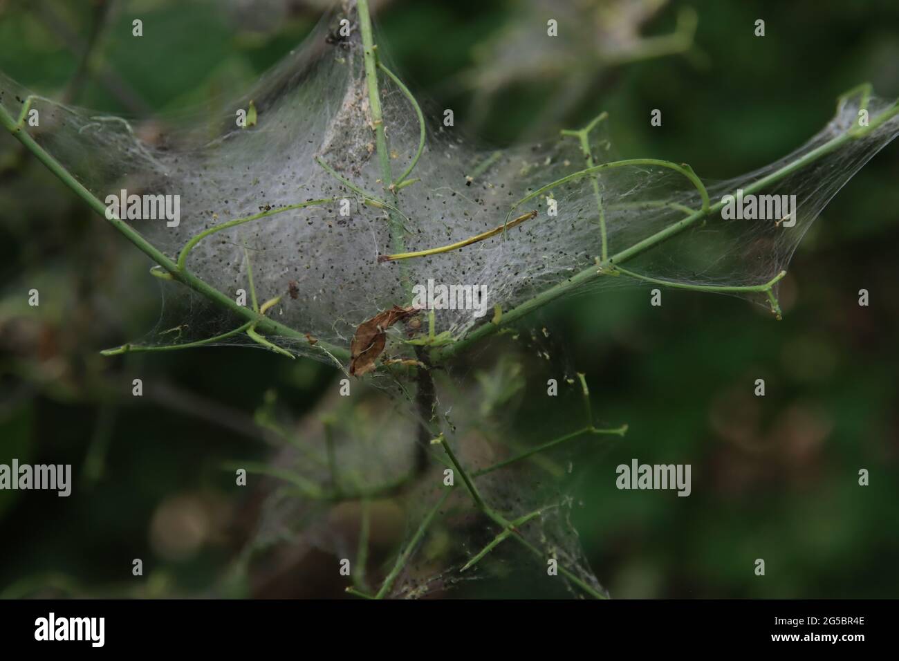 Dragonfly in bushes hi-res stock photography and images - Alamy