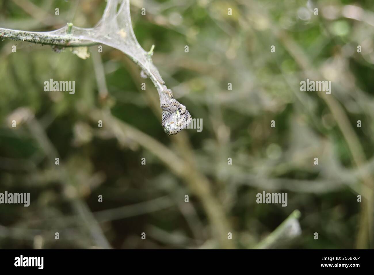 Web of the spider moth in all kinds of bushes in Nieuwerkerk aan den ...