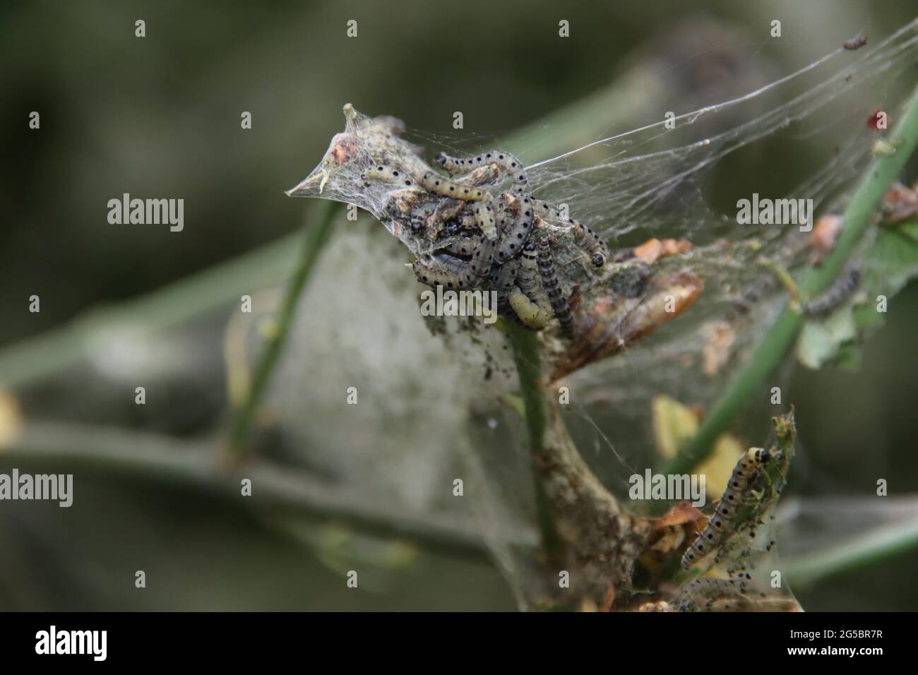 Web of the spider moth in all kinds of bushes in Nieuwerkerk aan den ...