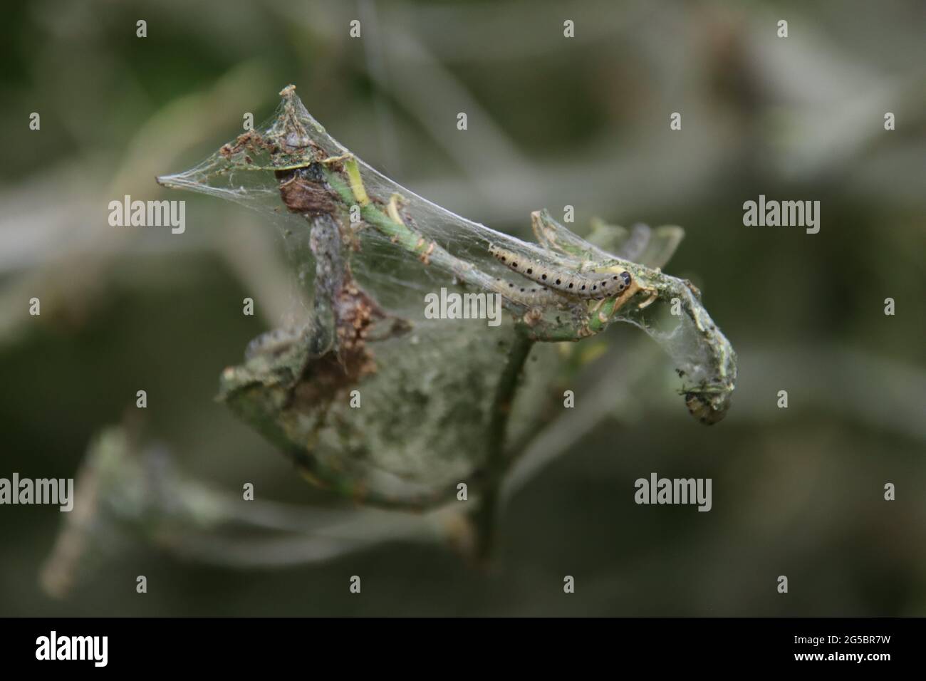 Web of the spider moth in all kinds of bushes in Nieuwerkerk aan den ...
