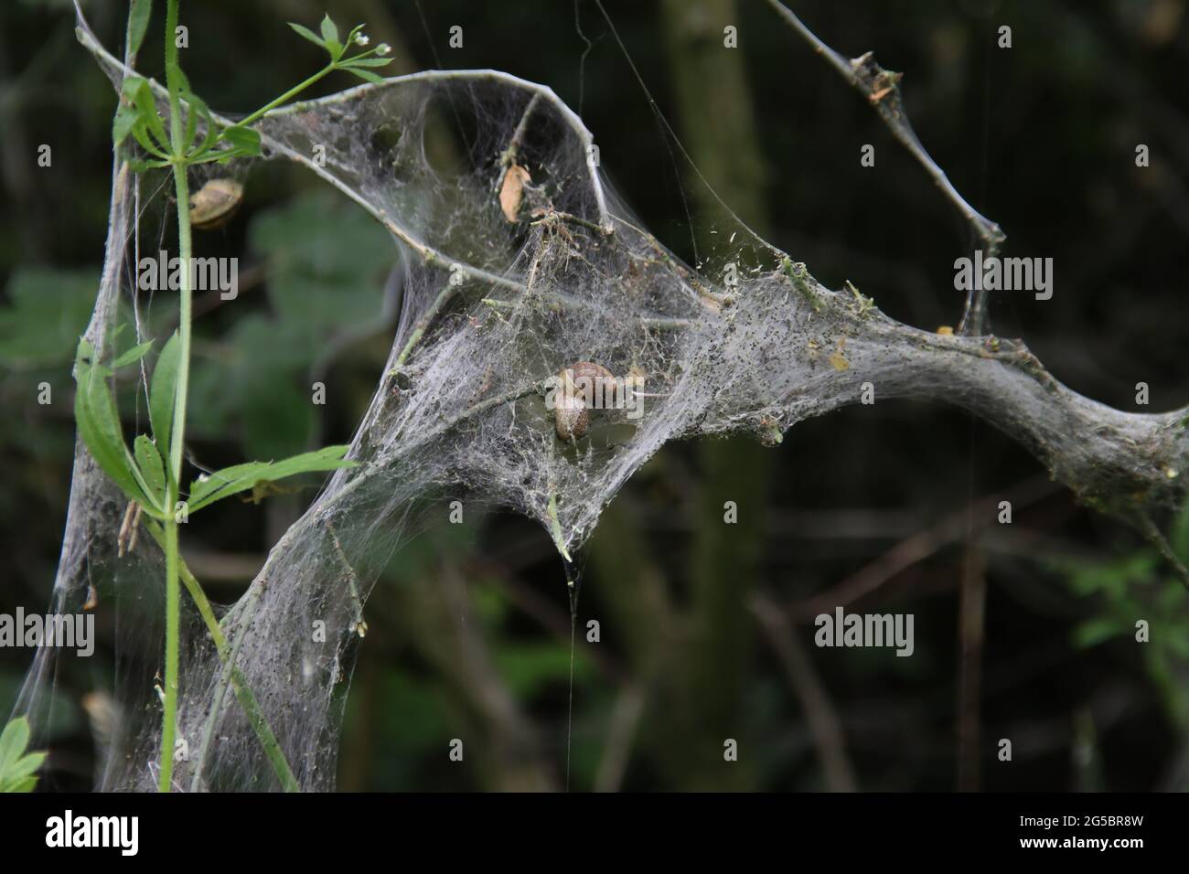 Web of the spider moth in all kinds of bushes in Nieuwerkerk aan den ...