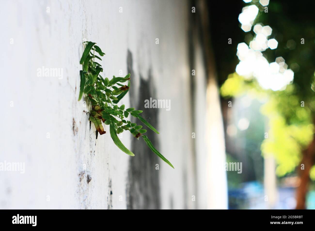 Weeds growing on a wall hi-res stock photography and images - Alamy