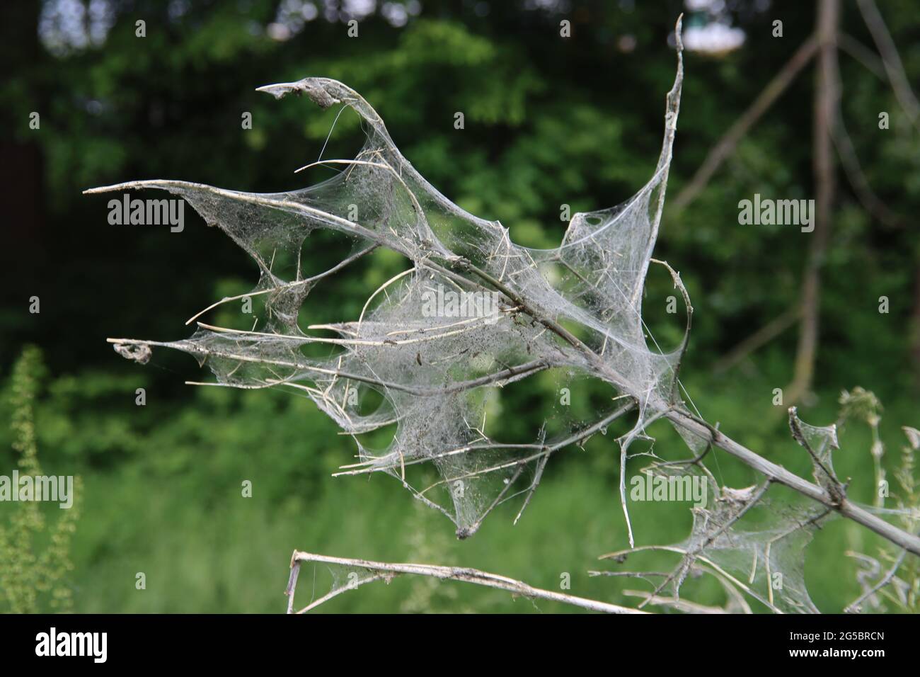 Web of the spider moth in all kinds of bushes in Nieuwerkerk aan den ...